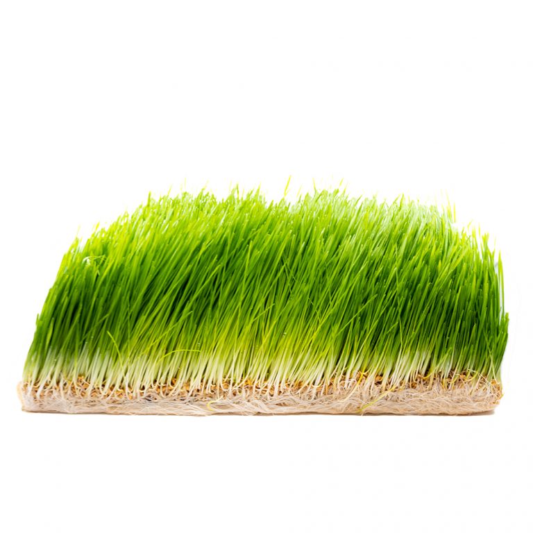WHEATGRASS TRAY ORGANIC » J Ambrogi Foods